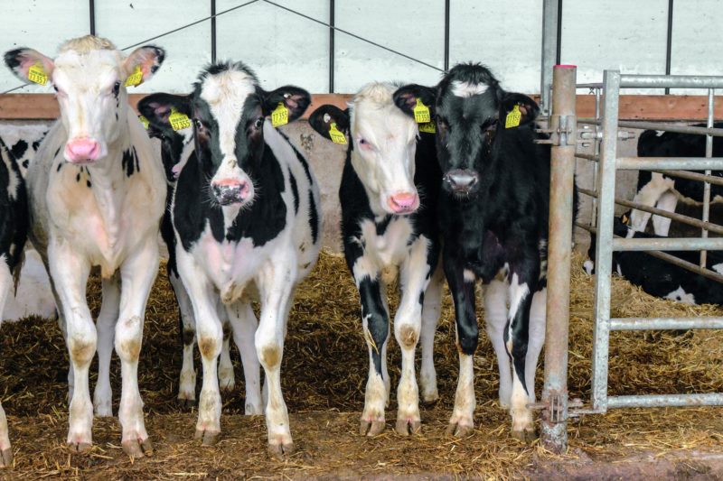 Opfok stressloos uitbesteden – Elite