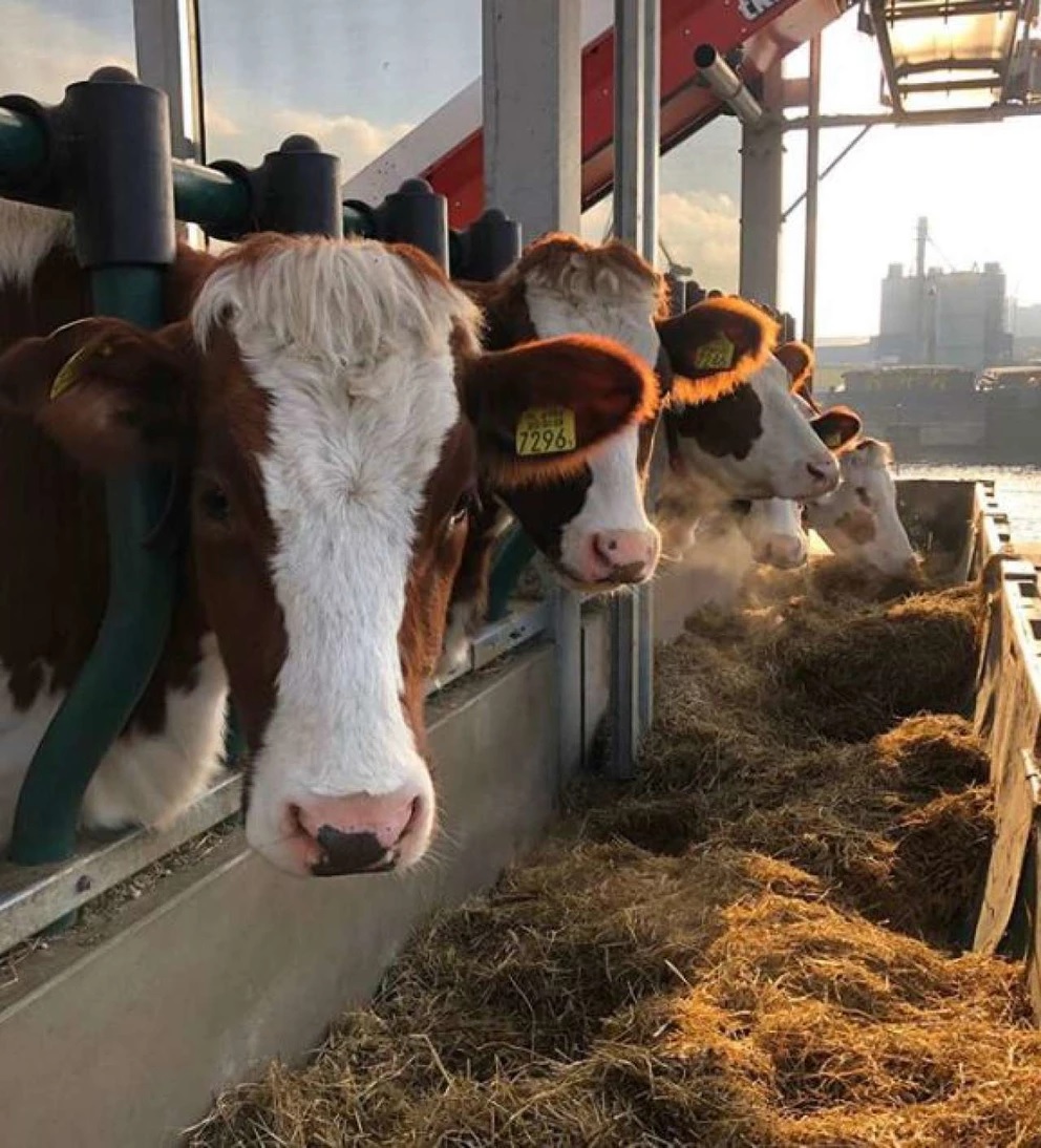 Melkveebedrijf van de toekomst: urban farming en big data – Elite