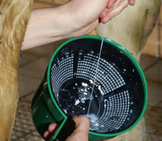 S. uberis is wél besmettelijk – Elite