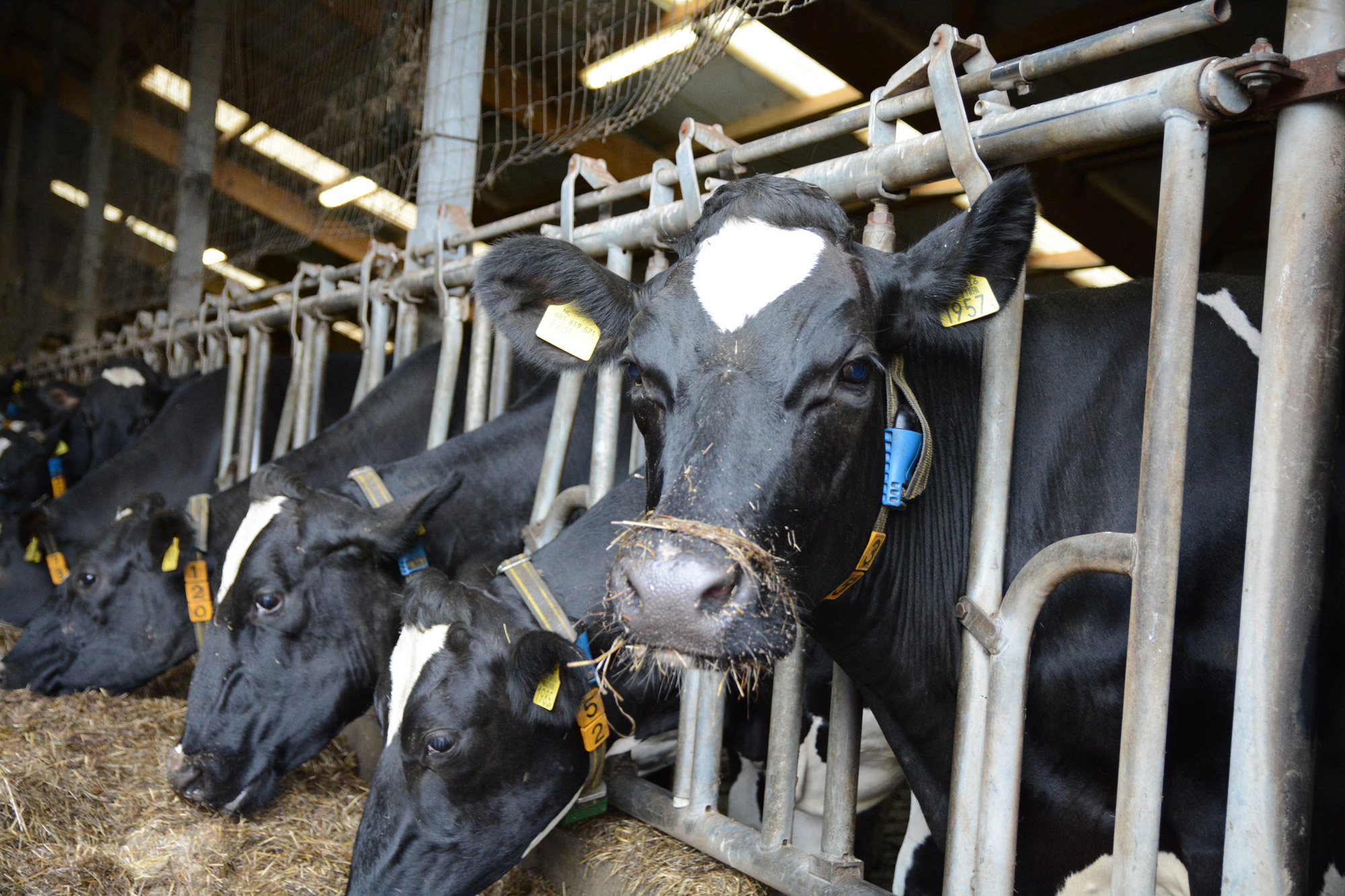 Partner Allflex – Elite