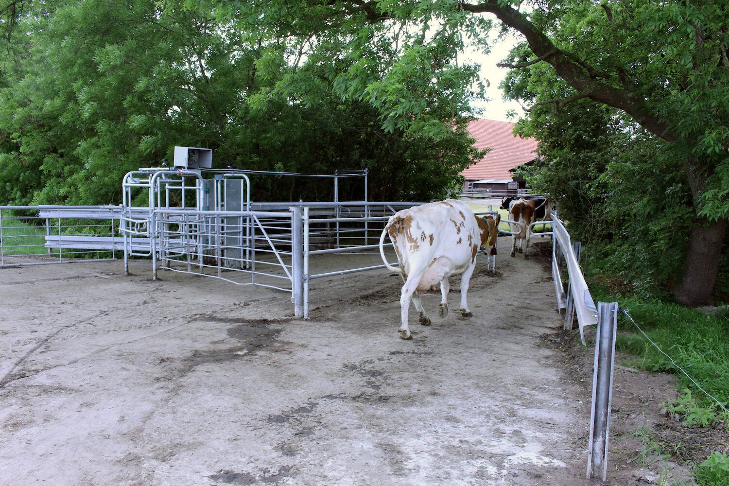 AMS en weidegang: tips uit de praktijk – Elite