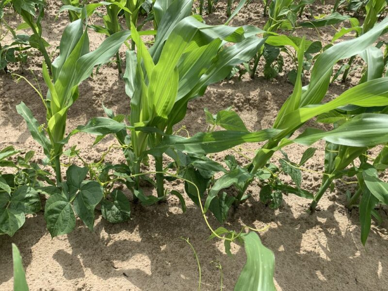 Klimboon in mais voor meer ruw eiwit – Elite