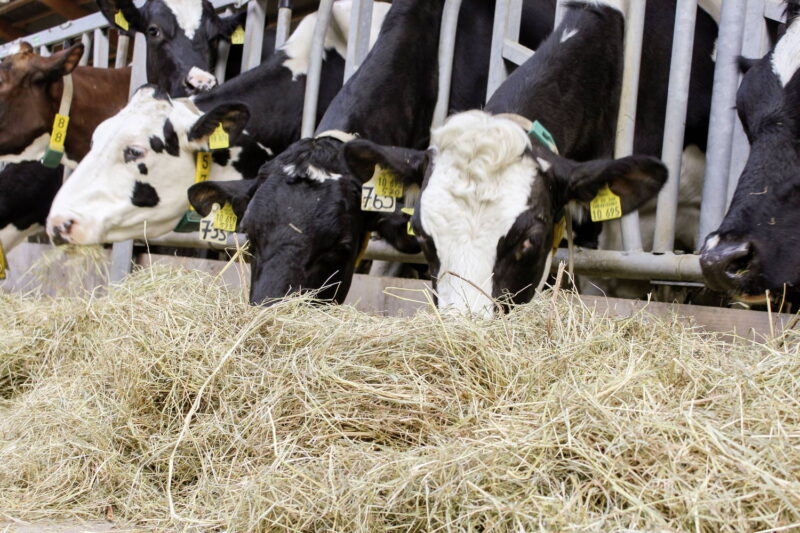 Je hebt hooi en je hebt hooi – Elite