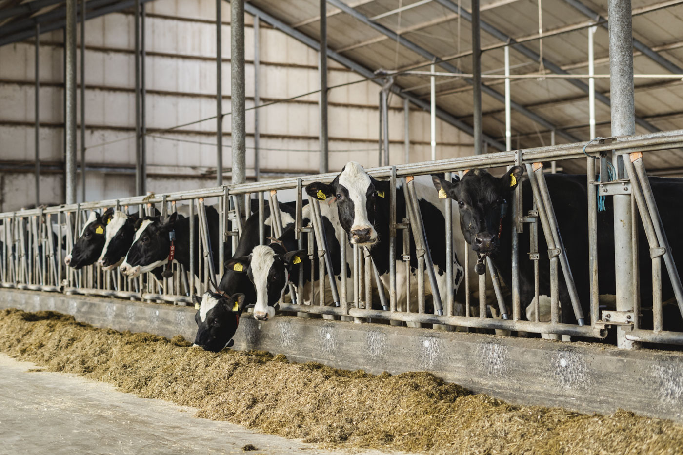 Het voorkomen van ketose bij melkkoeien – Elite