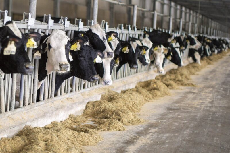 Droge koeien in één of twee groepen houden – Elite