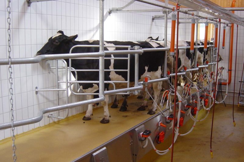 Niet te krap in de melkstal – Elite