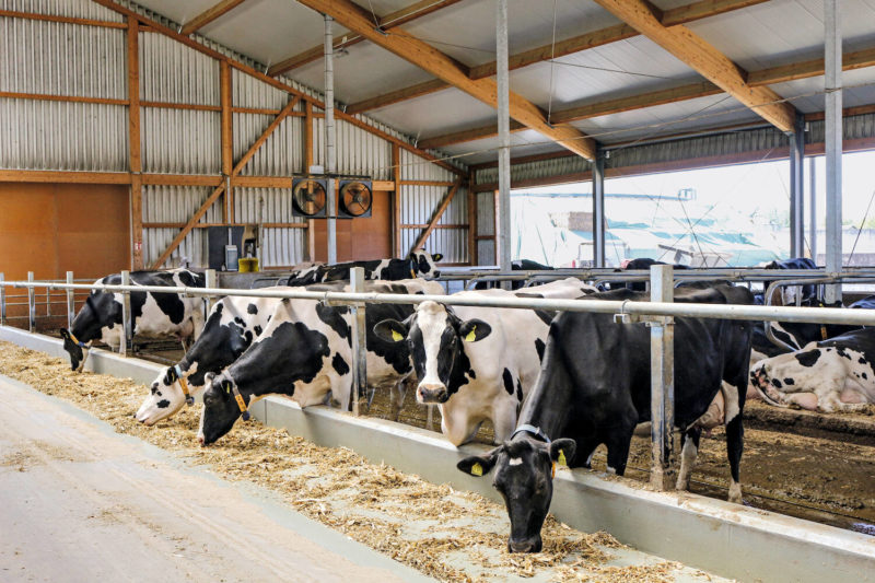 Restvoer, duur maar belangrijk – Elite