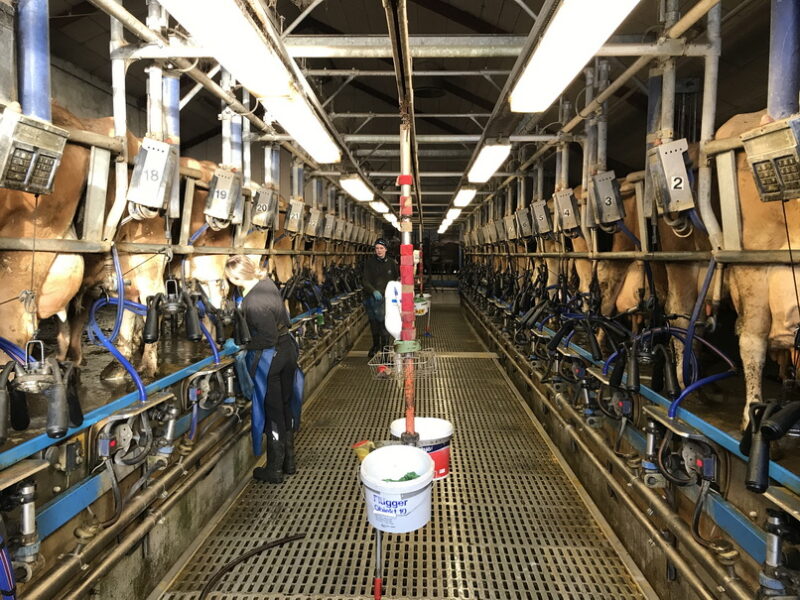 Biologische Jersey-koe met meer dan 10.000 kg vet en eiwit – Elite