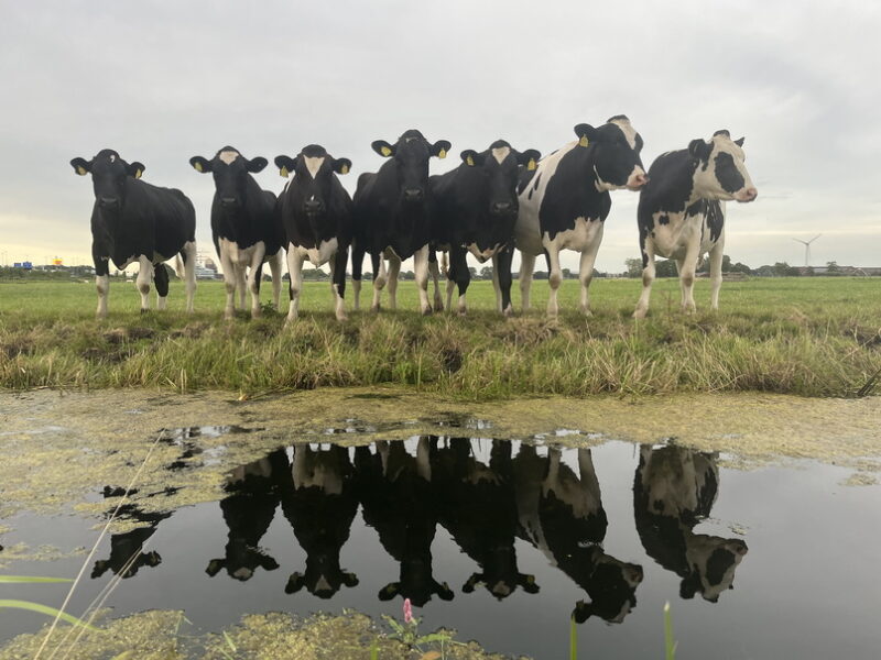 Handleiding en borging voor weidegang jongvee – Elite